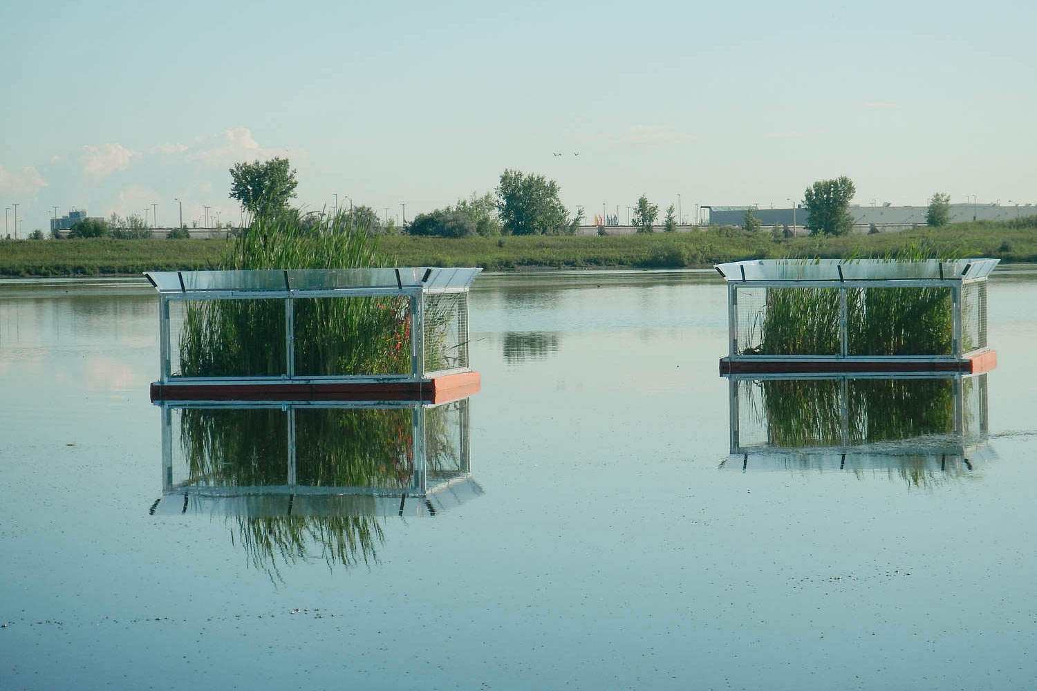 Floating Cattail Bioplatforms - Native Plant Solutions