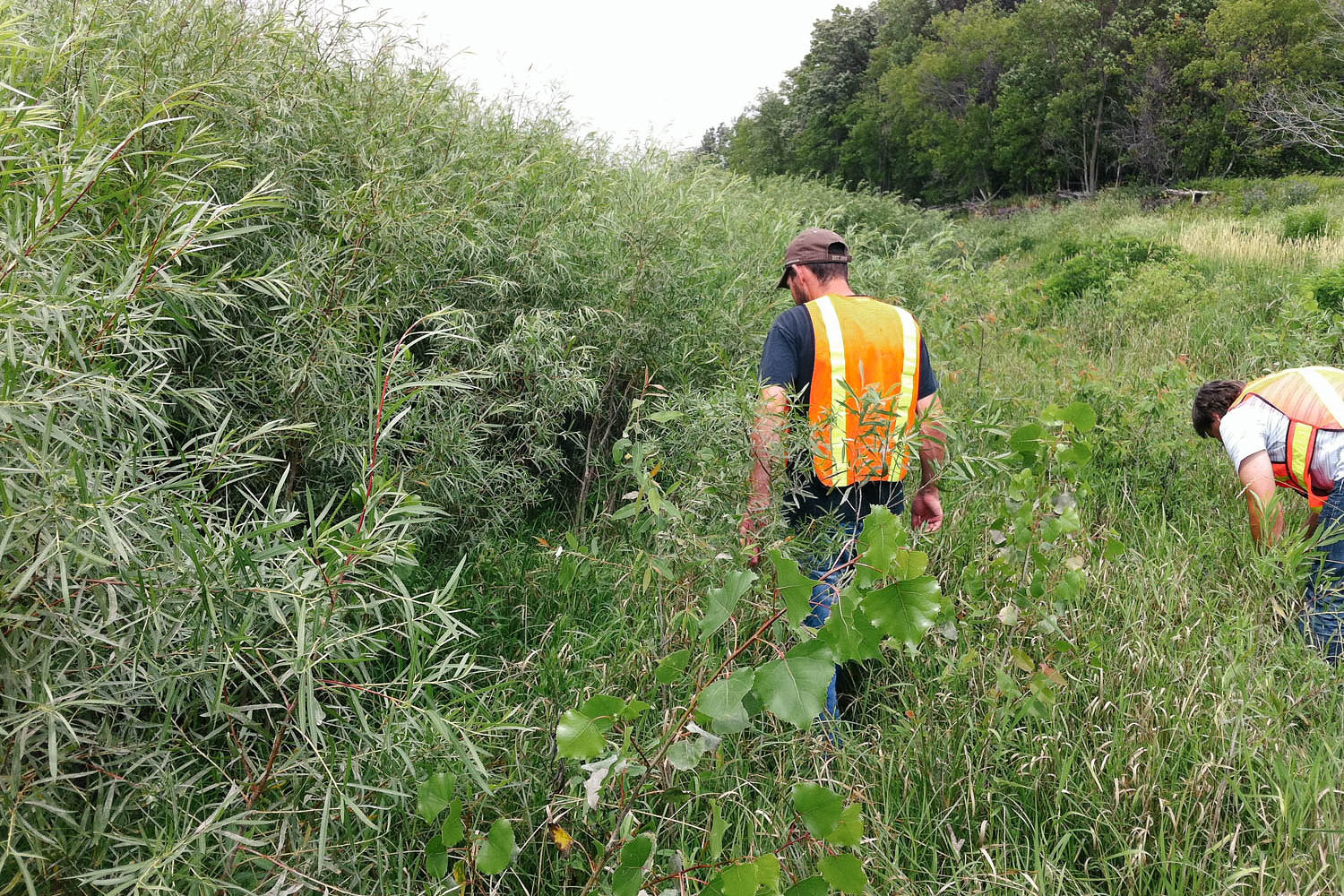 St-Adolphe Riparian Revegetation - Native Plant Solutions