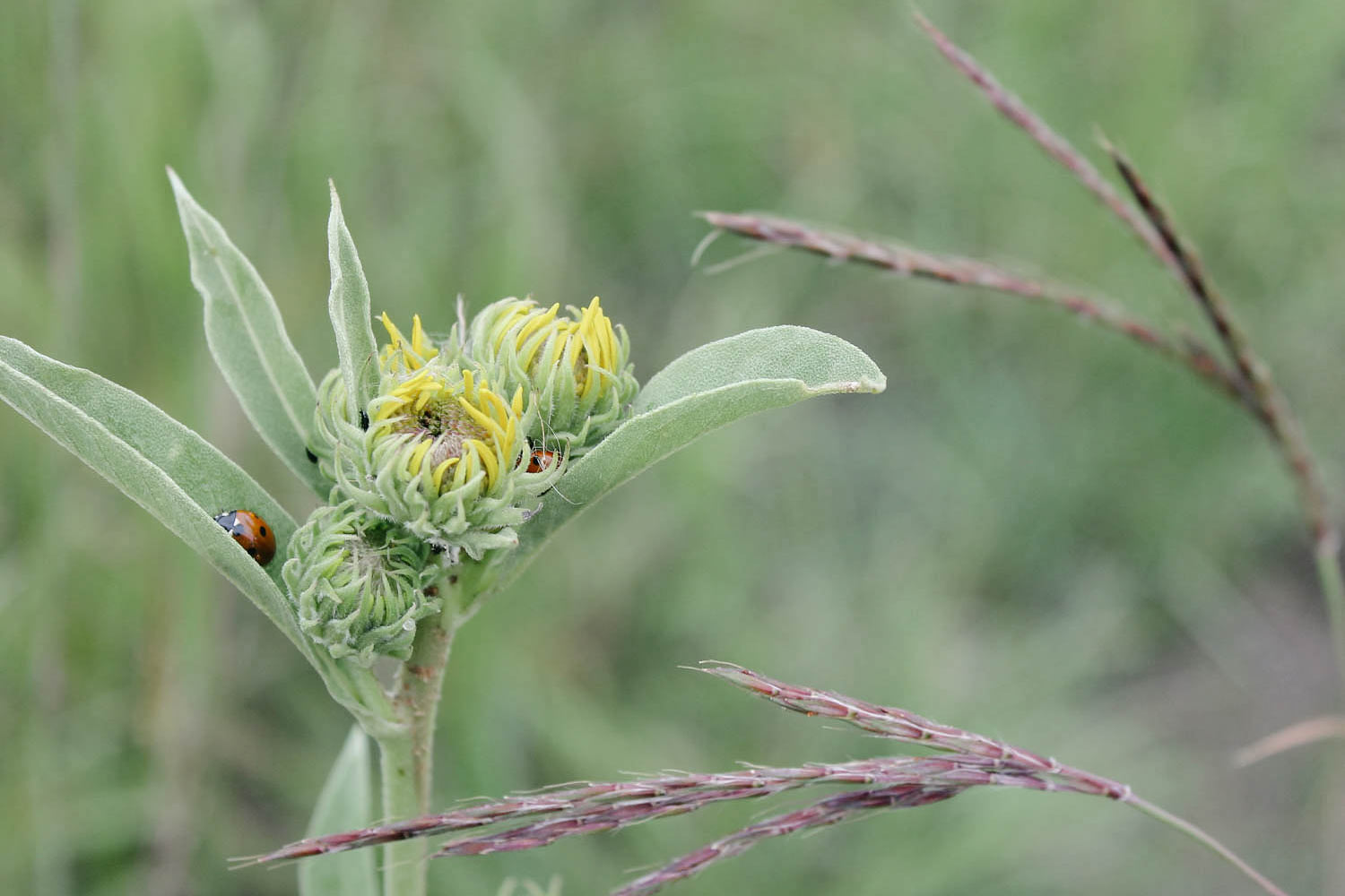 State of Knowledge Report: Minimum Ecological Management for ...