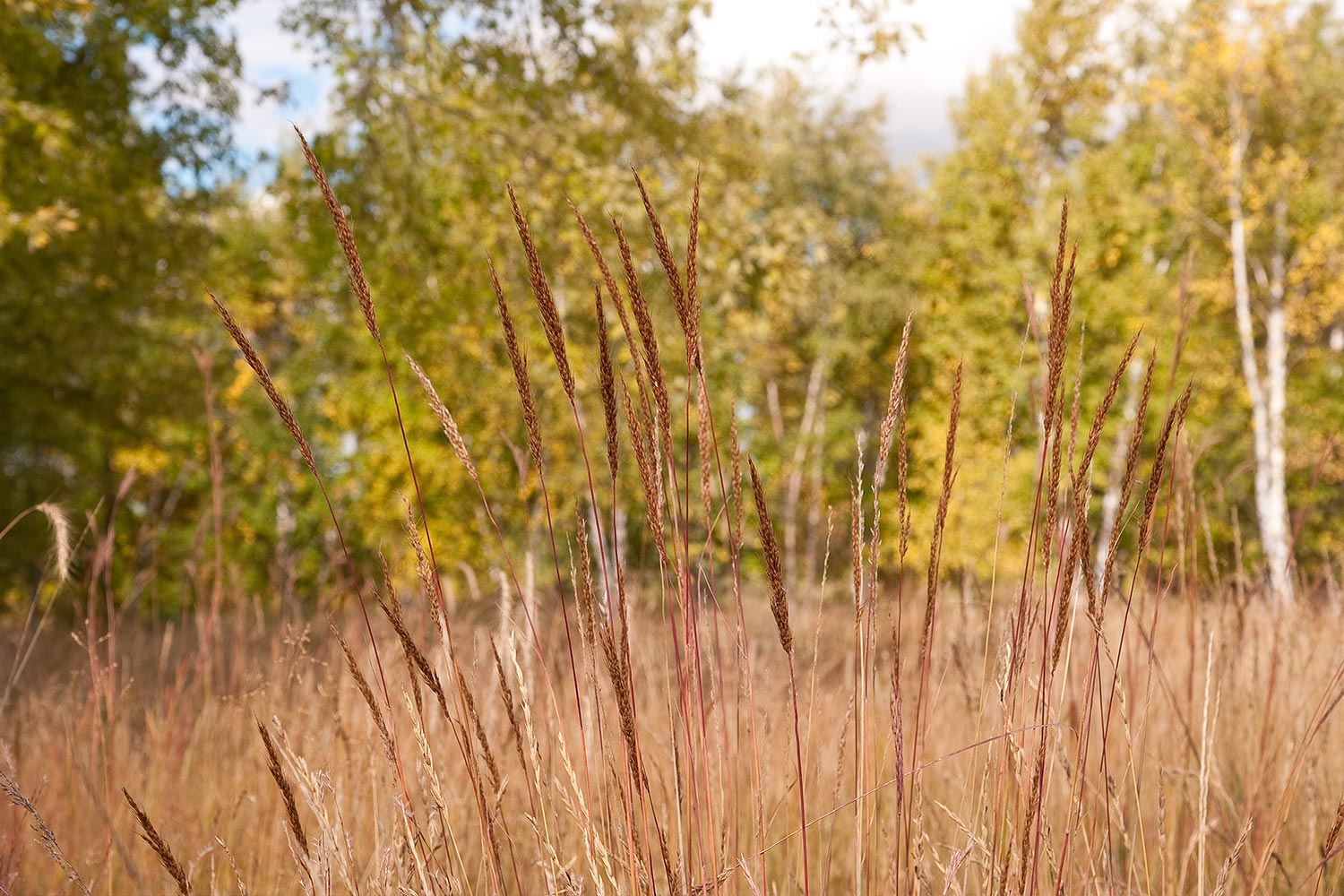 Native Grasslands Native Plant Solutions