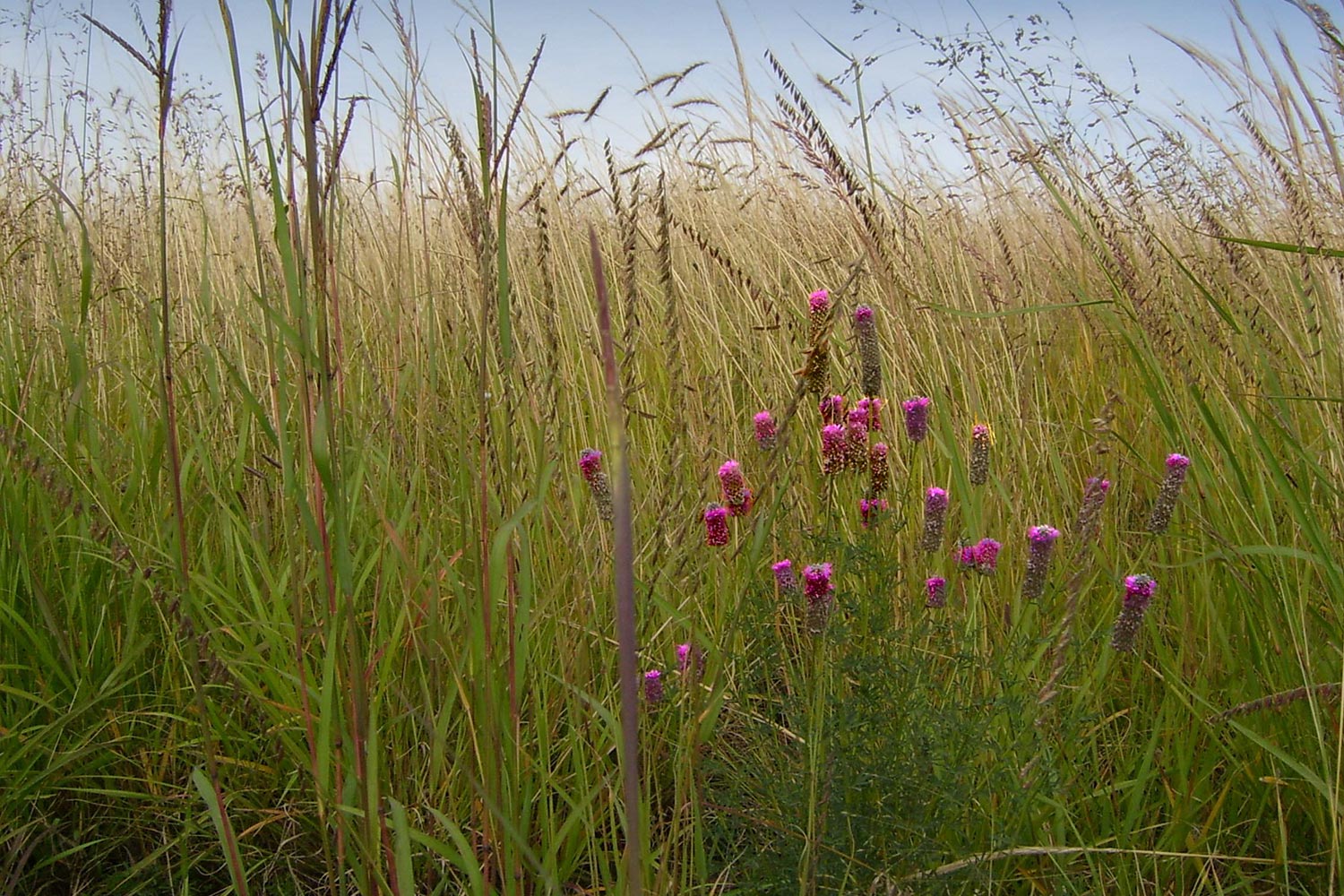 native-grasslands - Native Plant Solutions