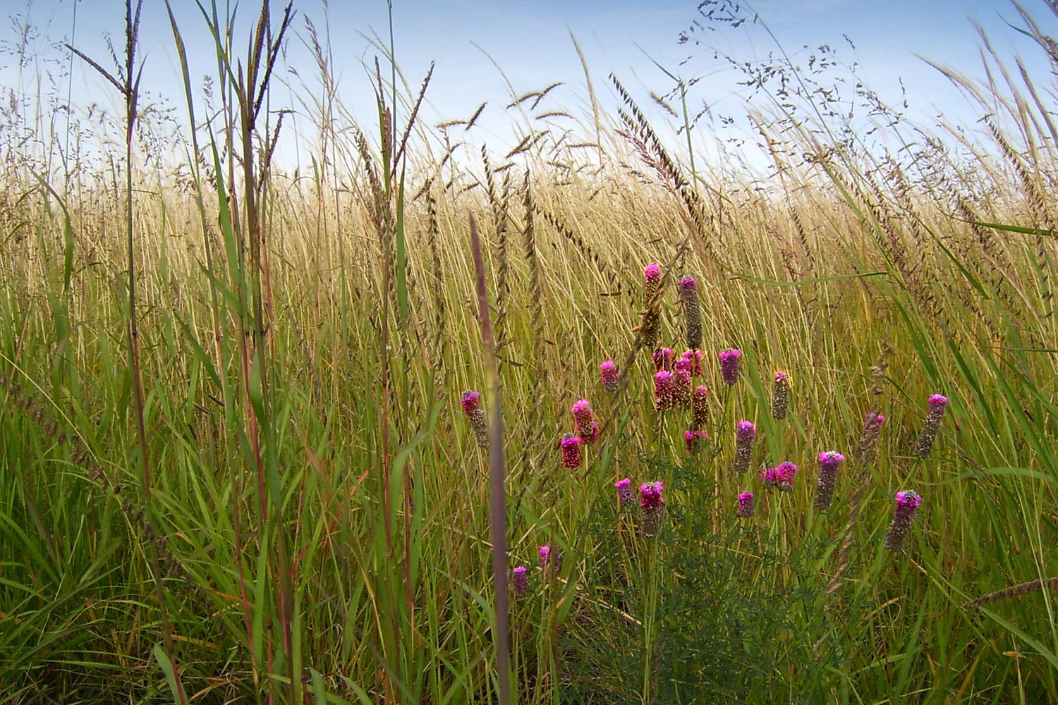 Switchgrass, purple prairie clover, and big bluestem in Winnipeg ...