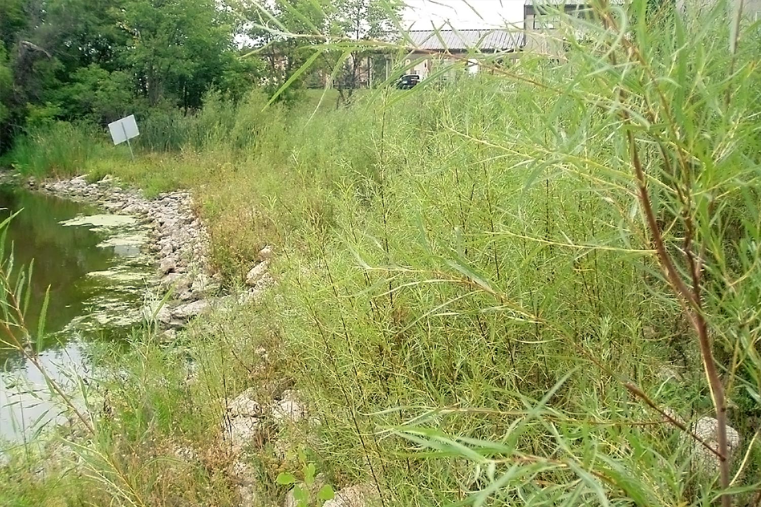 Riparian zone restoration - Native Plant Solutions