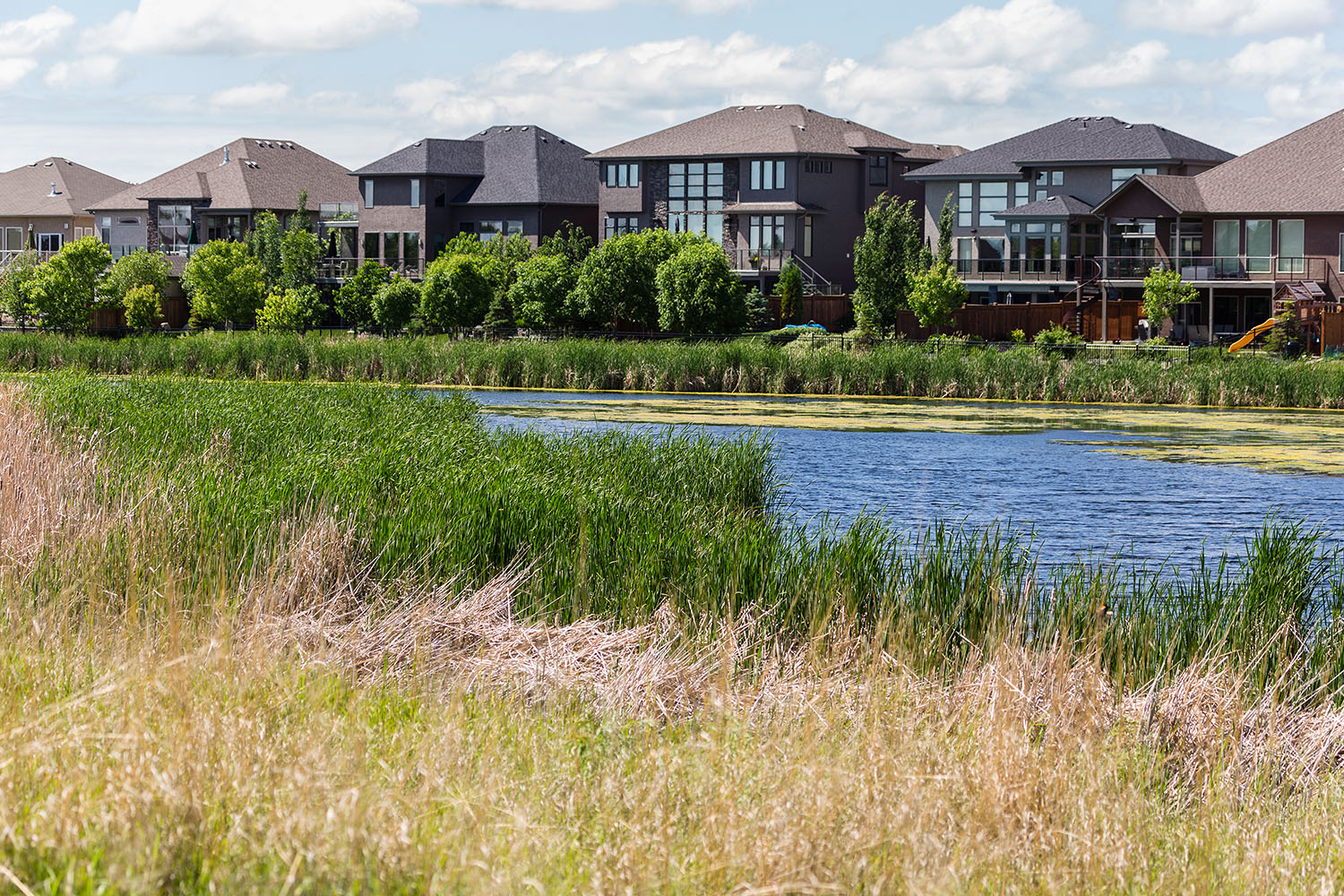 Royalwood - Native Plant Solutions