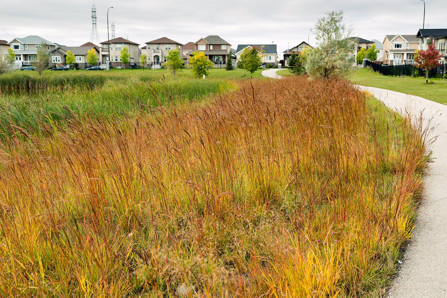 Naturalized stormwater systems - Native Plant Solutions