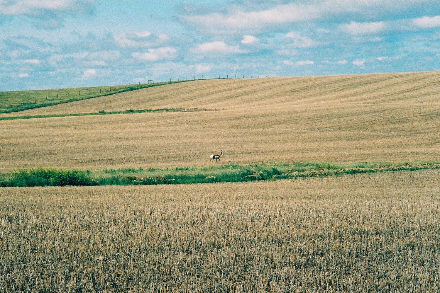 Old Man On His Back Prairie Heritage Conservation Area - Native Plant ...